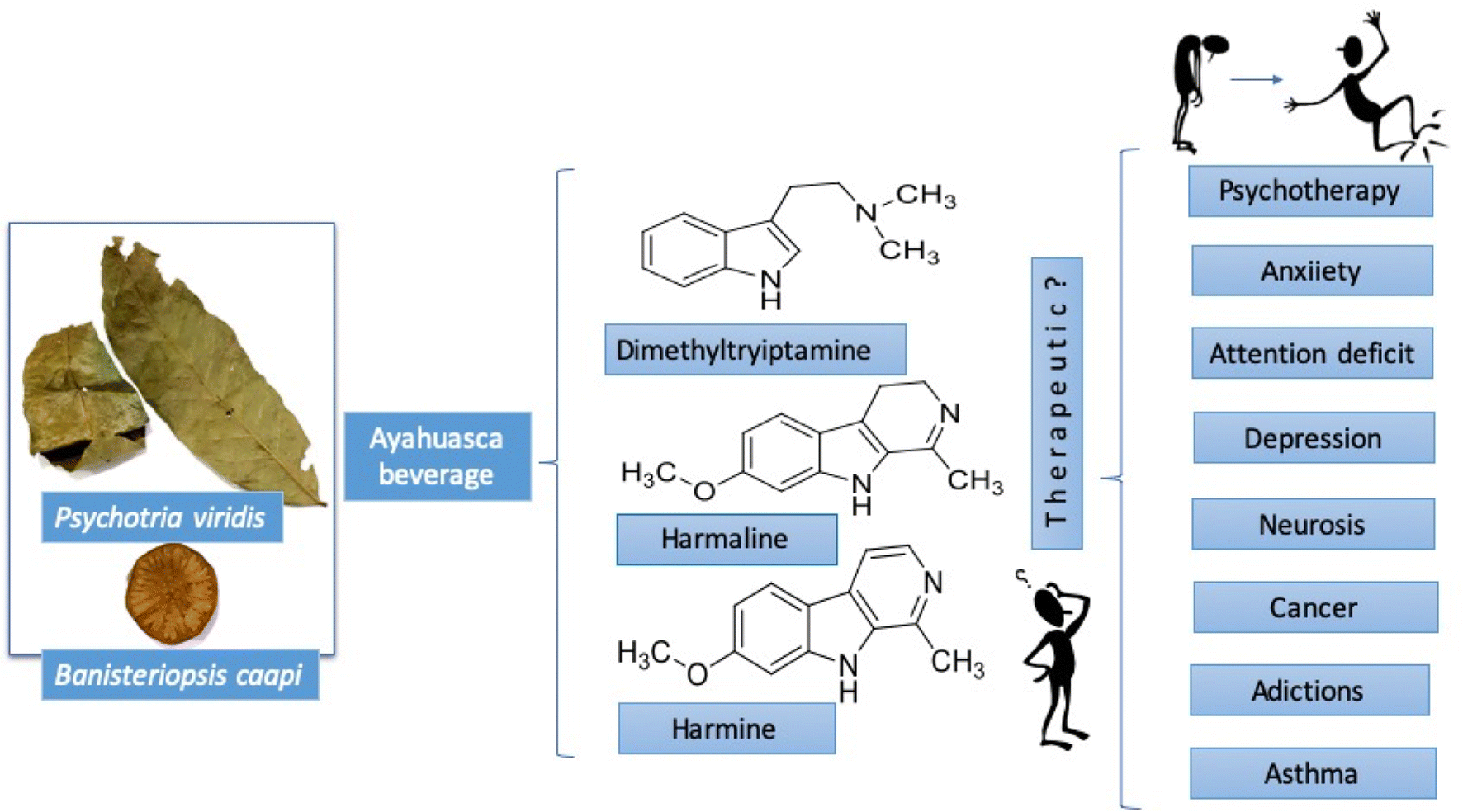 Ayahuasca: Uses, Phytochemical and Biological Activities | SpringerLink