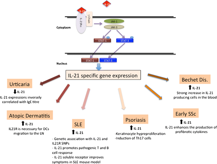 The Role of IL-21 in Chronic Inflammatory Skin Diseases | SpringerLink