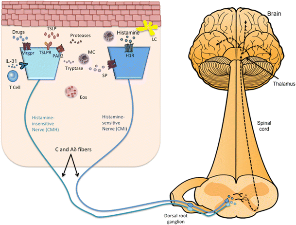 Evaluation of the Itchy Patient | SpringerLink