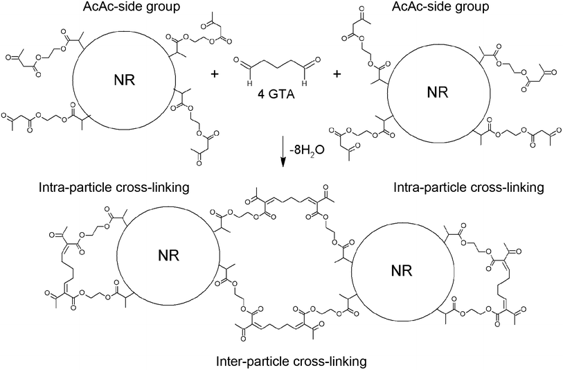 Acetoacetoxy functionalized natural rubber latex capable of forming ...