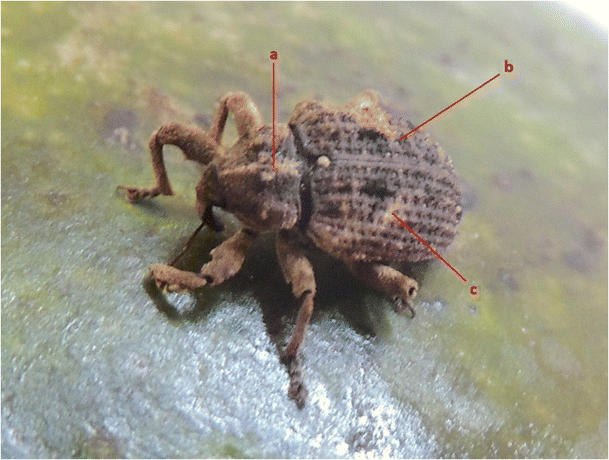 First Occurrence of Sternochetus mangiferae (Fabricius) (Coleoptera ...