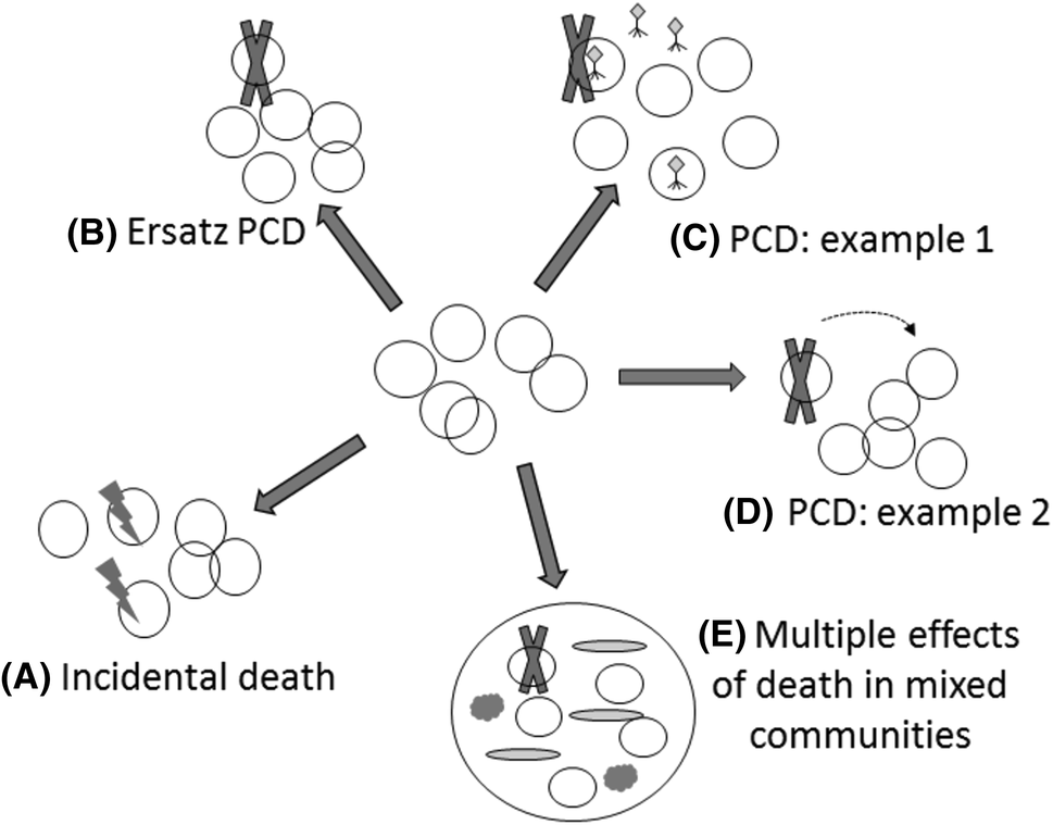 The Nature of Programmed Cell Death | SpringerLink