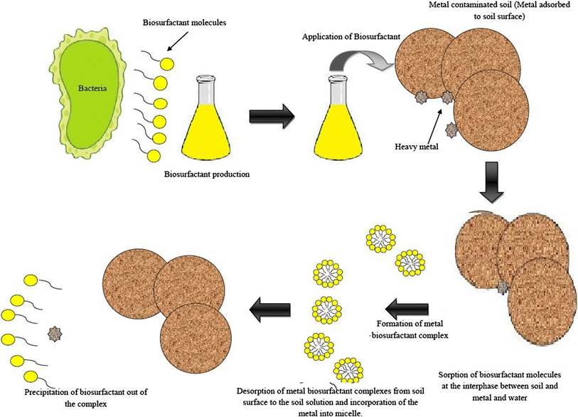 Bacterial biosurfactants can be an ecofriendly and advanced technology ...