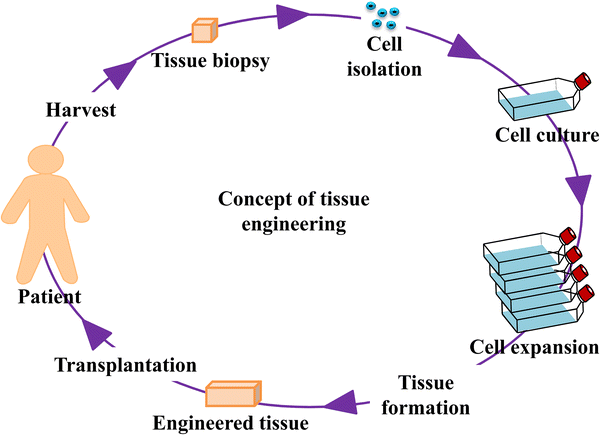 Electrospun Collagen Nanofibers and Their Applications in Skin Tissue ...