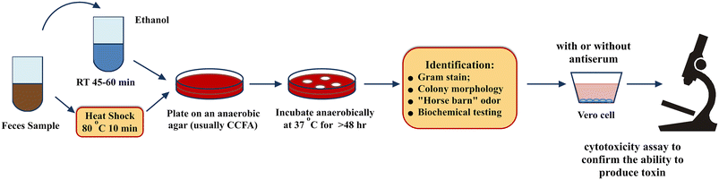Rapid detection of Clostridium difficile toxins and laboratory ...