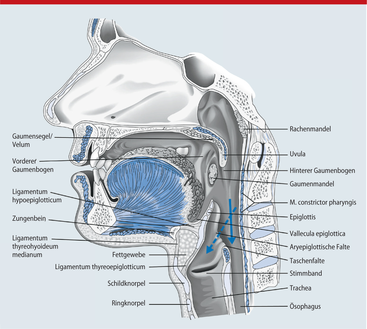Diagnostik und Therapie neurogener Dysphagien | SpringerLink