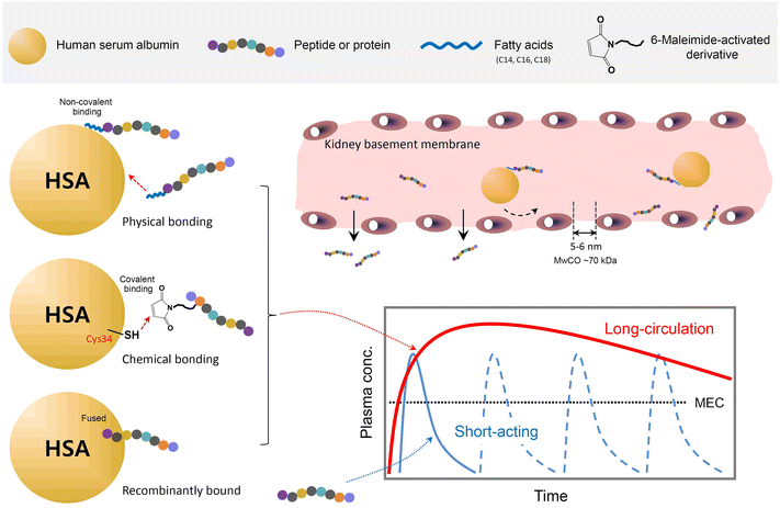 Albumin-based potential drugs: focus on half-life extension and ...
