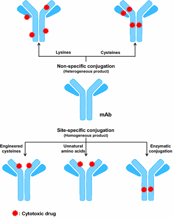 Antibody–drug conjugates for targeted anticancer drug delivery ...