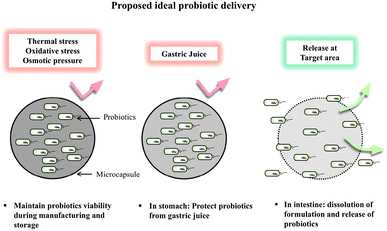 Probiotic delivery systems: a brief overview | SpringerLink
