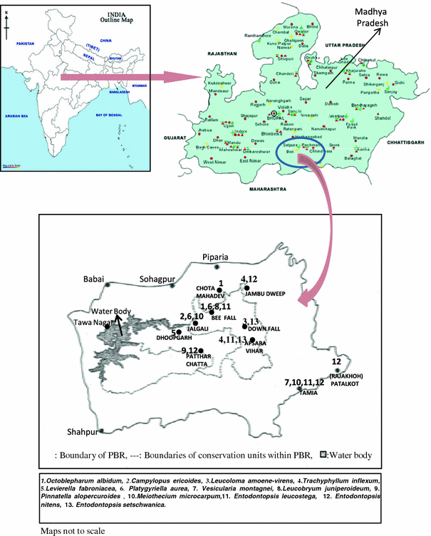 Epiphytic Moss Flora of Pachmarhi Biosphere Reserve (M.P.): An ...