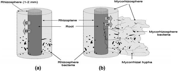 Rhizosphere Effect on Nutrient Availability in Soil and Its Uptake by ...