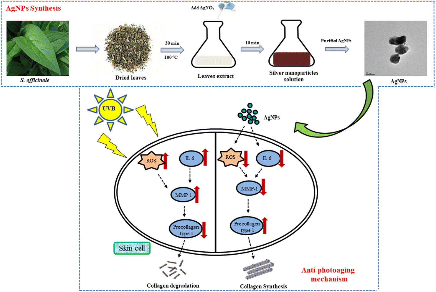 Role of green silver nanoparticles synthesized from Symphytum ...