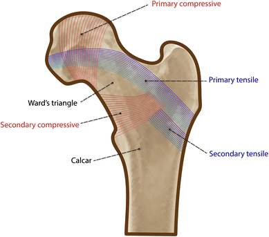 Hip Fractures: A Practical Approach to Diagnosis and Treatment ...