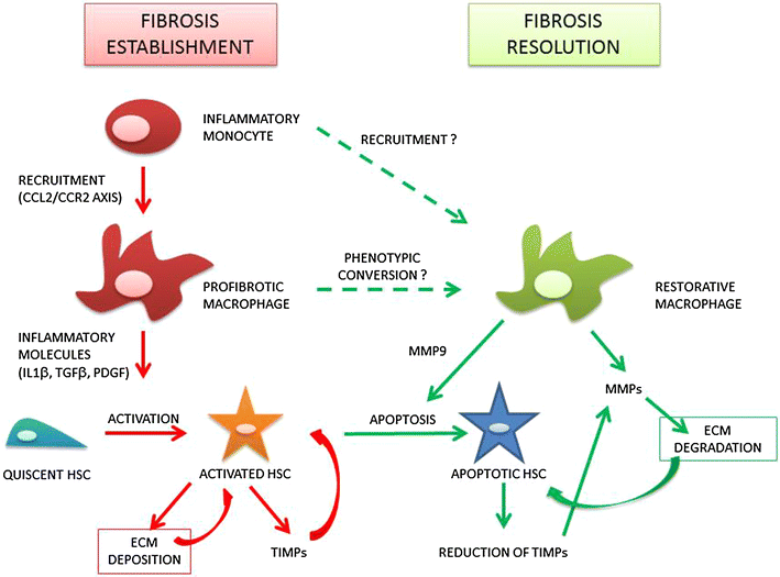 Extracellular Matrix Metabolism and Fibrotic Disease | SpringerLink