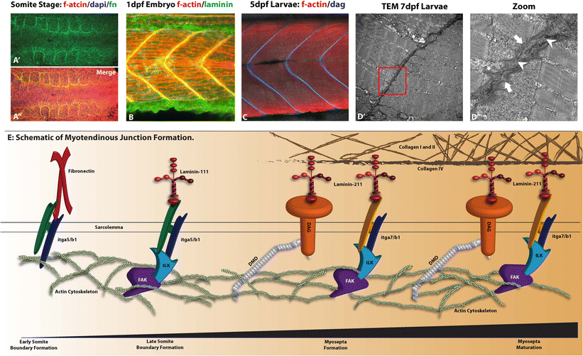 Development Aspects of Zebrafish Myotendinous Junction: a Model System ...