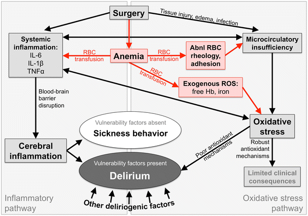 Blood Transfusion and Postoperative Delirium | SpringerLink