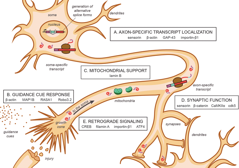 Regulation of Neuronal Gene Expression by Local Axonal Translation ...