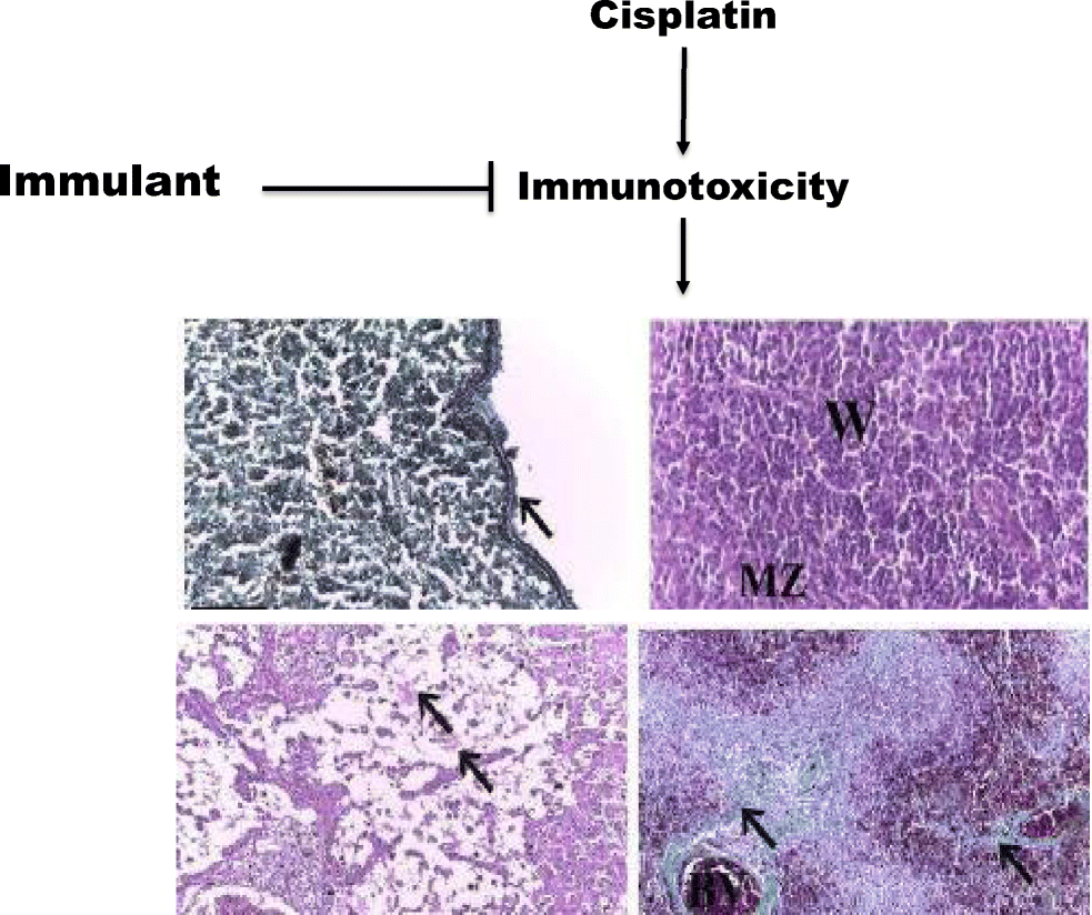 Protective effect of Echinacea purpurea (Immulant) against cisplatin ...