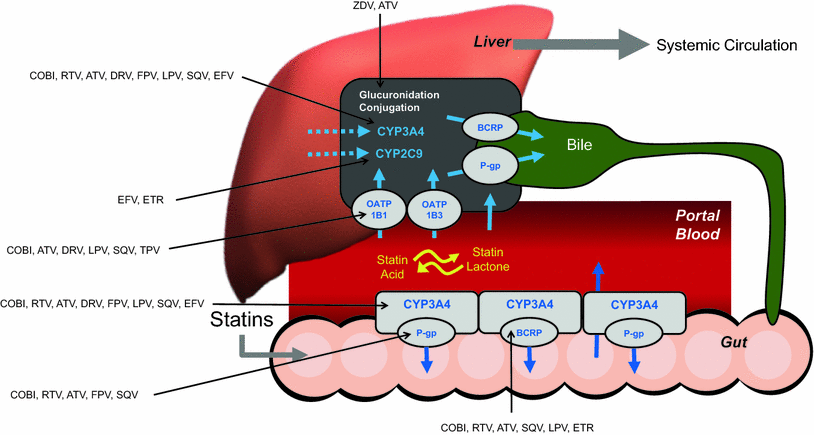 Recommendations for Managing Drug–Drug Interactions with Statins and ...
