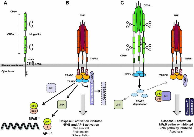 CD30 as a Therapeutic Target for Lymphoma | SpringerLink