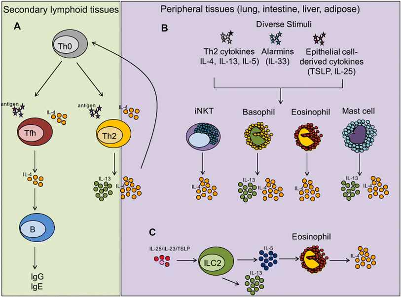 Therapeutic Targeting of the Interleukin-4/Interleukin-13 Signaling ...