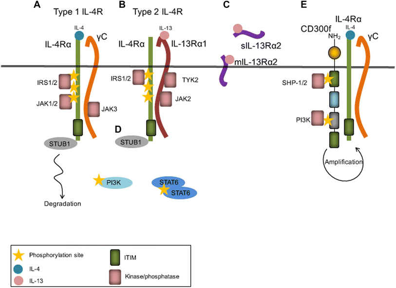 Therapeutic Targeting of the Interleukin-4/Interleukin-13 Signaling ...