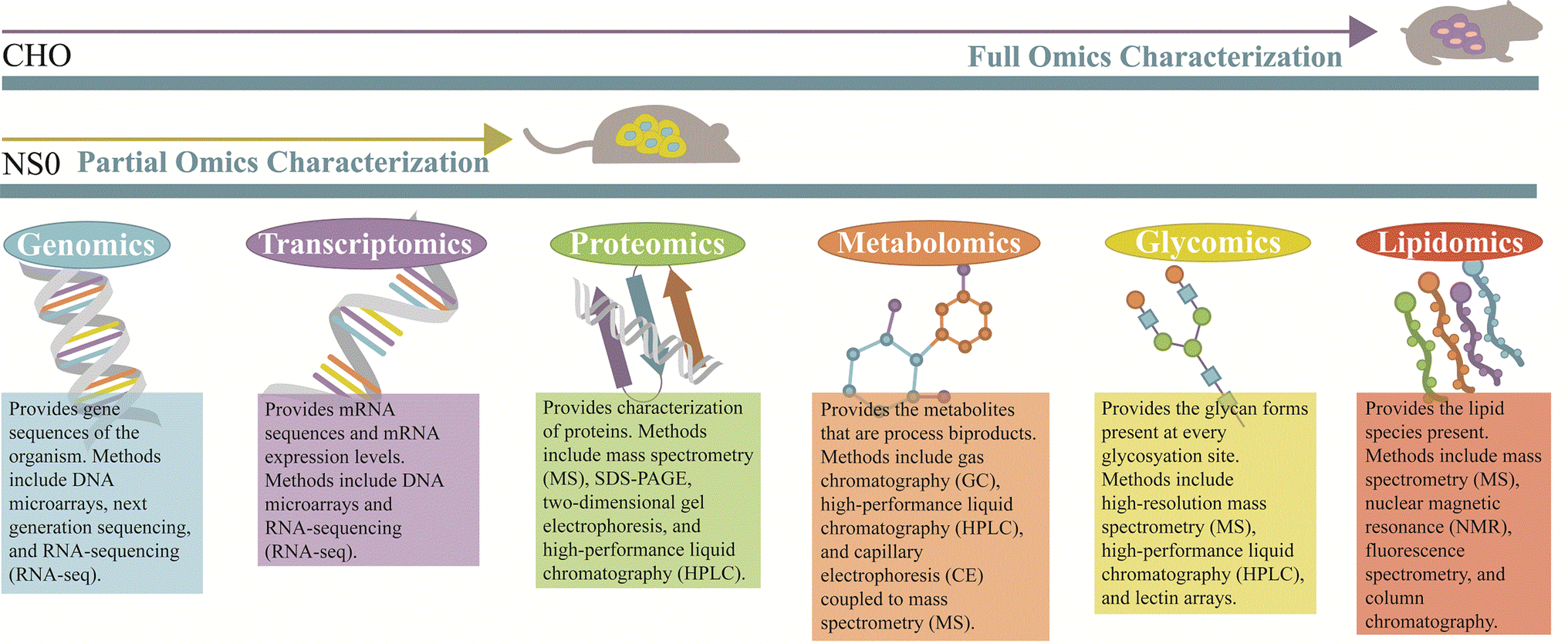 Recombinant Antibody Production in CHO and NS0 Cells: Differences and ...