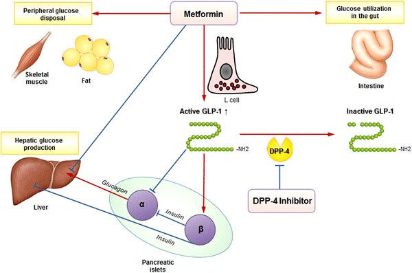 Pharmacokinetic and Pharmacodynamic Interaction Between Gemigliptin and ...