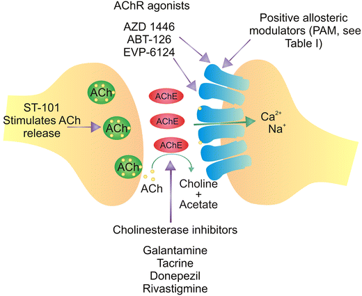 Targeting Brain α7 Nicotinic Acetylcholine Receptors in Alzheimer’s ...