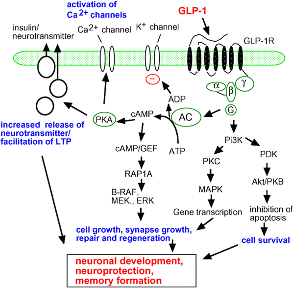 Novel GLP-1 (Glucagon-Like Peptide-1) Analogues and Insulin in the ...
