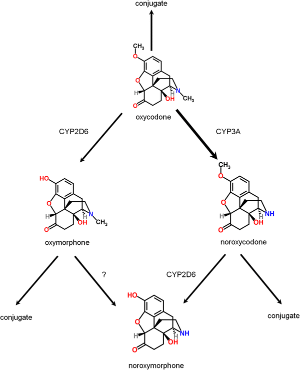 Cytochrome P450-Mediated Changes in Oxycodone Pharmacokinetics ...
