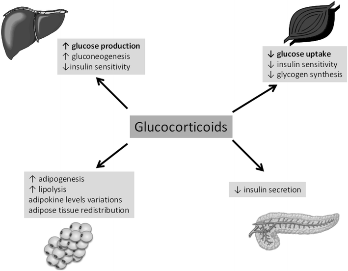 Systemic Glucocorticoid Therapy: a Review of its Metabolic and ...