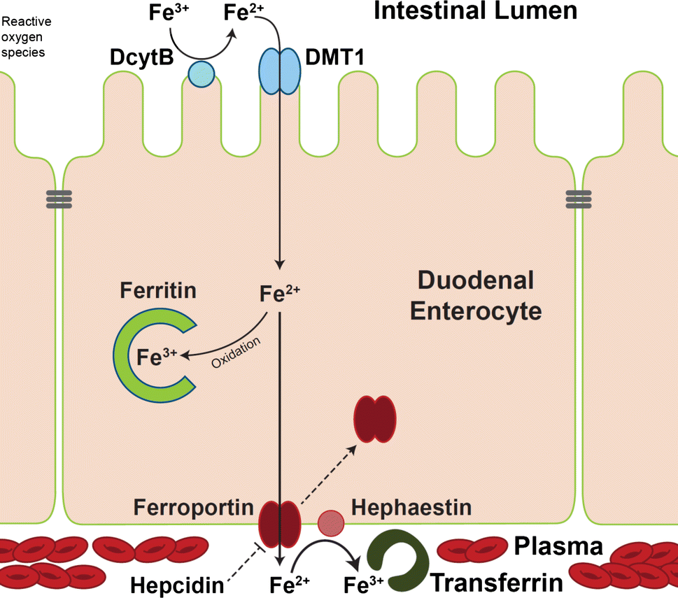 Mechanism of Action and Clinical Attributes of Auryxia® (Ferric Citrate ...
