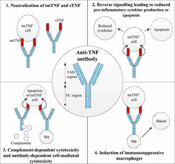 Anti-Tumour Necrosis Factor Therapy for Paediatric Crohn’s Disease: Improved Benefits Through ...