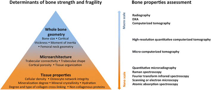 Bone Quality: The Determinants of Bone Strength and Fragility ...
