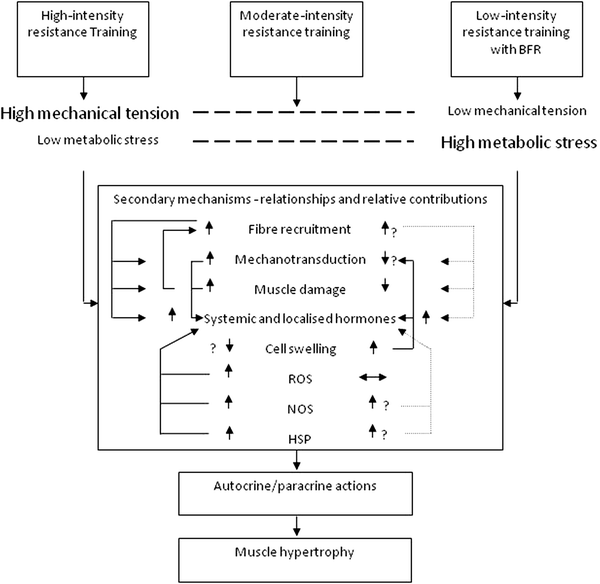 A Review on the Mechanisms of Blood-Flow Restriction Resistance ...