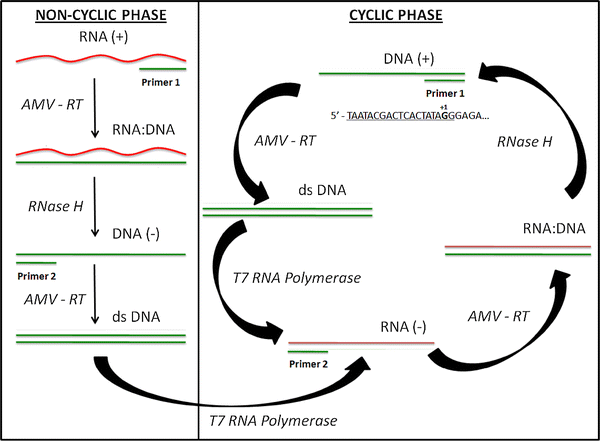 Engineering Insights for Multiplexed Real-Time Nucleic Acid Sequence ...
