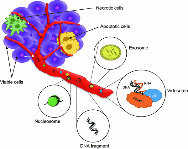 Role of Circulating Cell-Free DNA in Cancers | SpringerLink