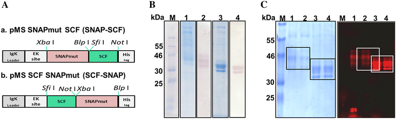 SNAP-Tag Technology: A Promising Tool for Ex Vivo Immunophenotyping ...