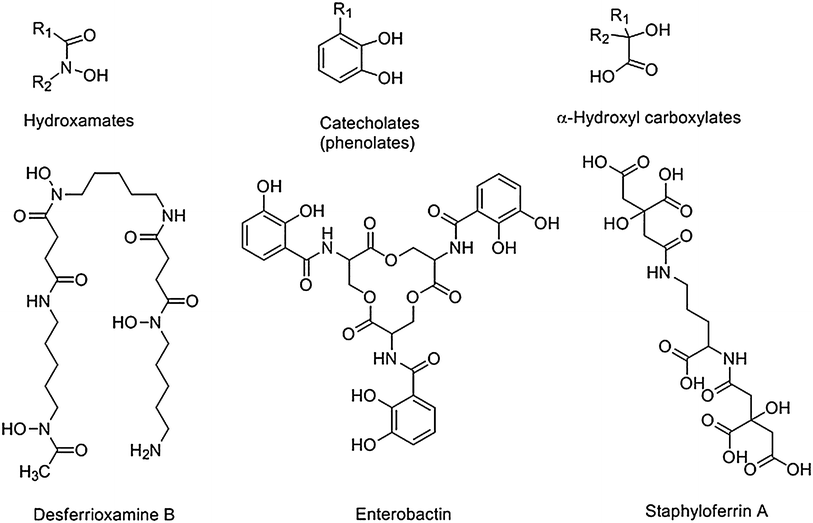 Siderophores for molecular imaging applications | SpringerLink