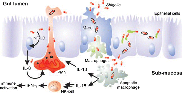 Shigella: A Highly Virulent and Elusive Pathogen | SpringerLink
