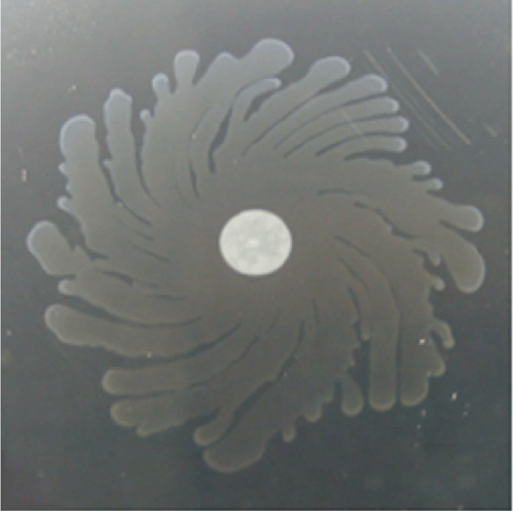 Collective motion of bacteria in two dimensions | SpringerLink