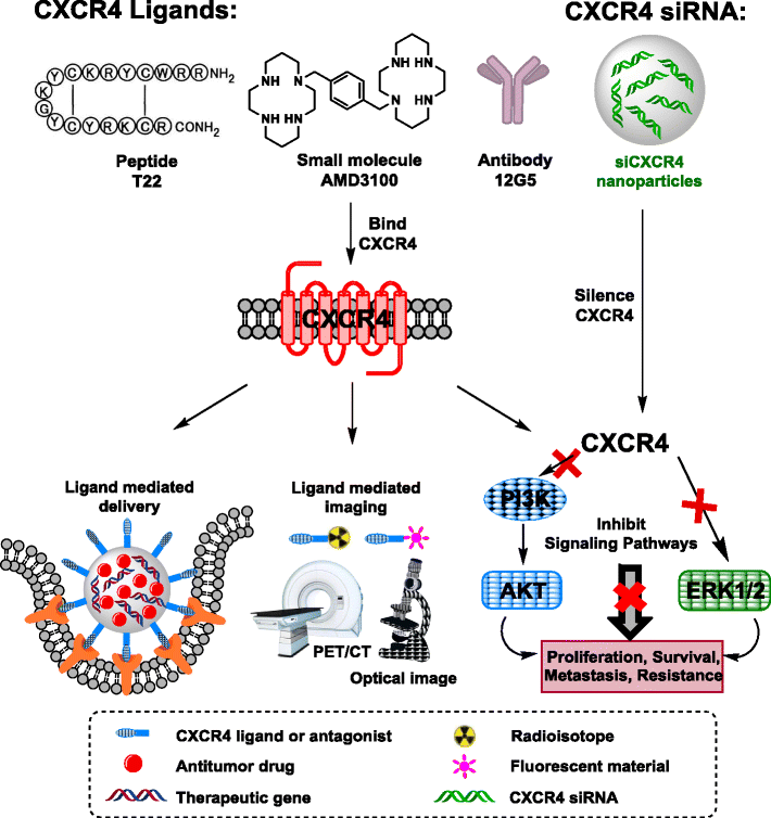 Potential of CXCR4/CXCL12 Chemokine Axis in Cancer Drug Delivery | SpringerLink