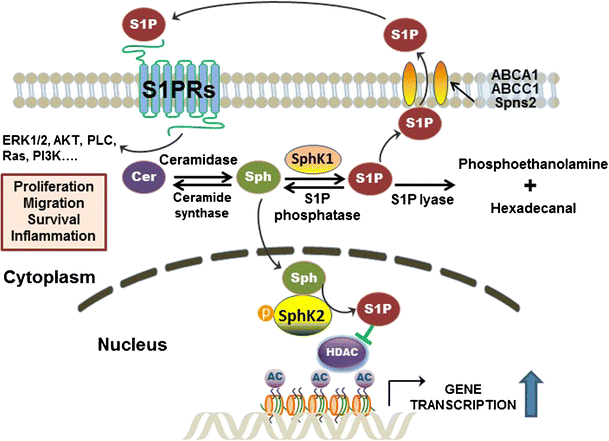 Sphingosine Kinases/Sphingosine 1-Phosphate Signaling in Hepatic Lipid ...
