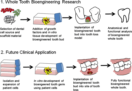 Progress in Bioengineered Whole Tooth Research: from Bench to Dental ...
