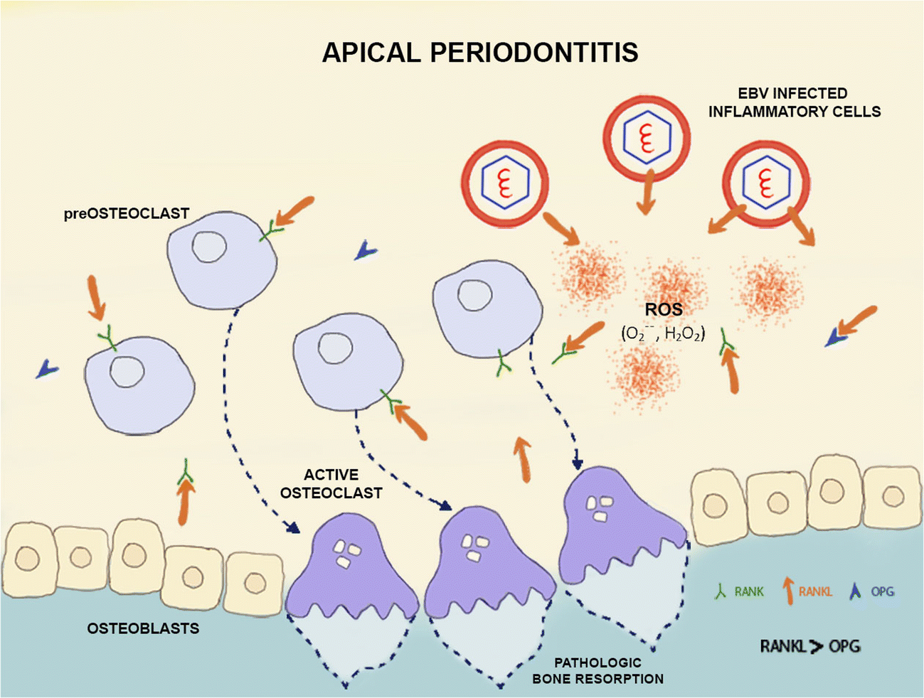 Herpesviral Infection in Periapical Periodontitis | SpringerLink