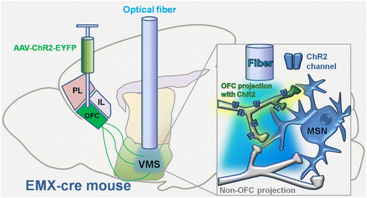 Using Optogenetics to Dissect the Neural Circuits Underlying OCD and ...