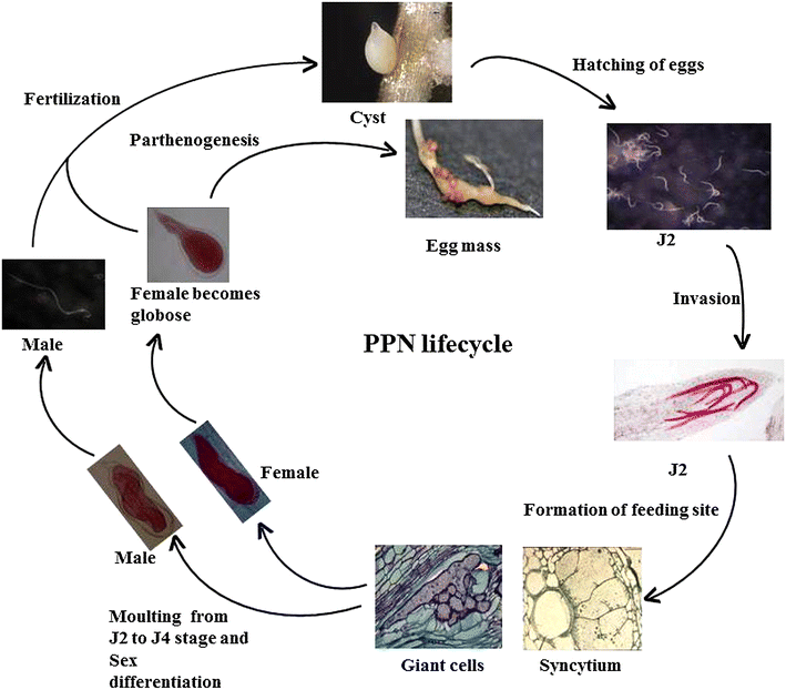 Molecular aspects of plant-nematode interactions | SpringerLink