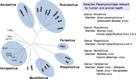 Henipavirus Infection: Natural History and the Virus-Host Interplay ...