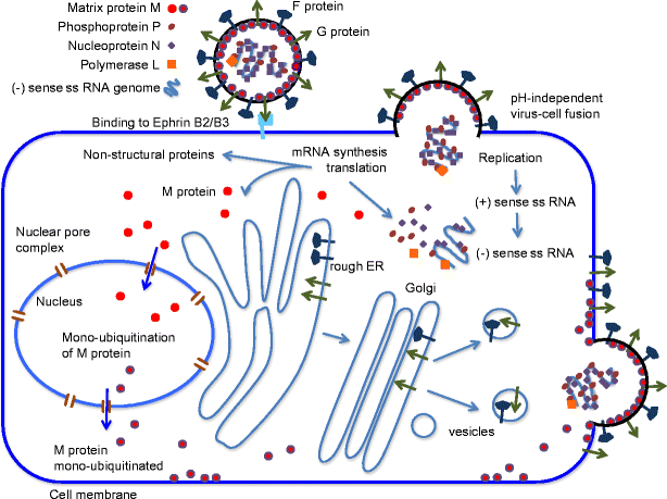 Henipavirus Infection: Natural History and the Virus-Host Interplay ...